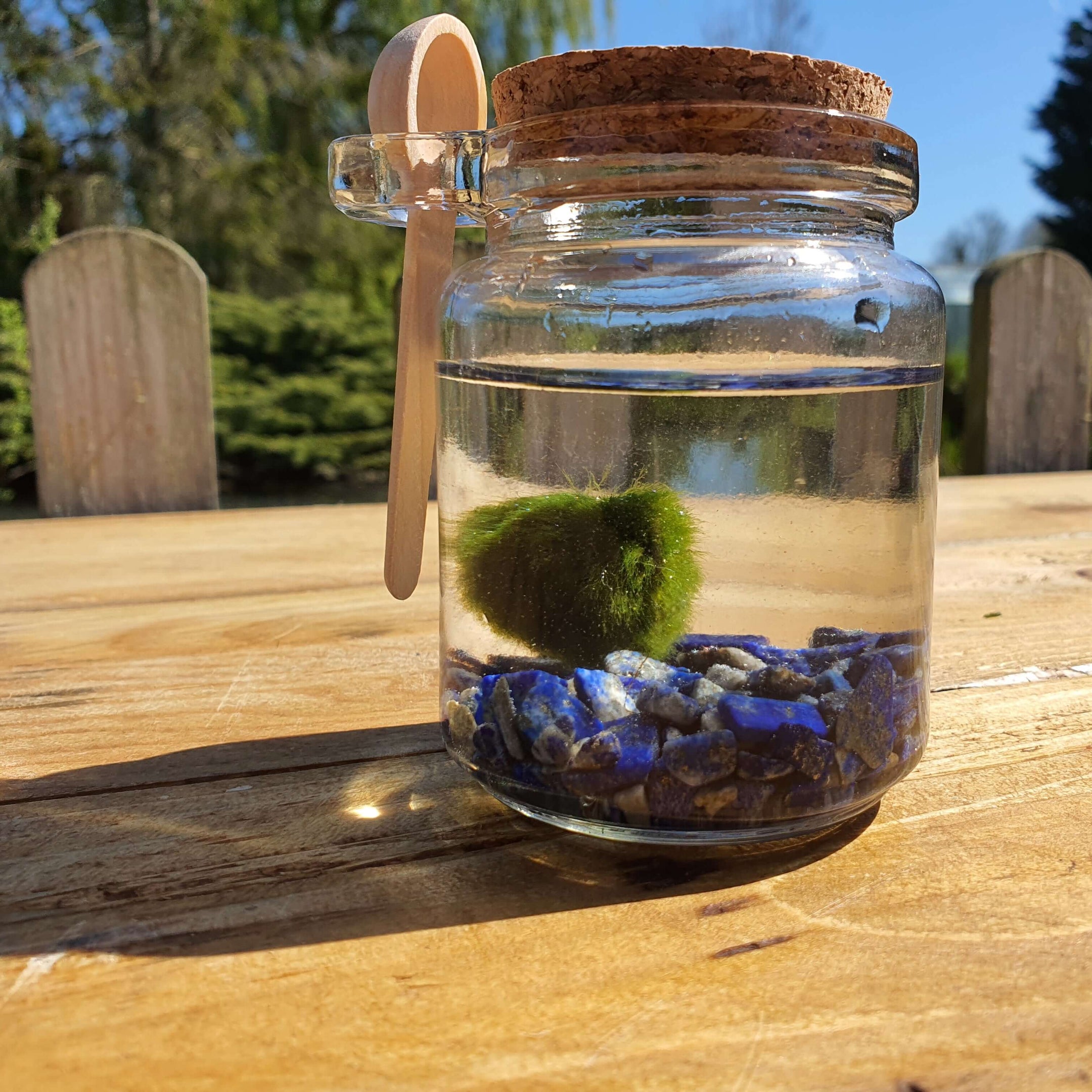 Lapis Lazuli Marimo Moss Ball Terrarium Complete Set Gifts